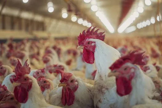 Gresham Returns with AAM's $160M Poultry Fund — Tidbits.press